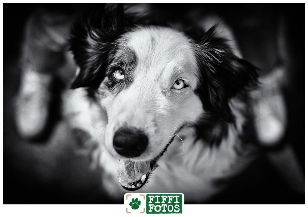 11 kunstvolle Hundefotos in Schwarz-Weiss - Fiffifotos ...