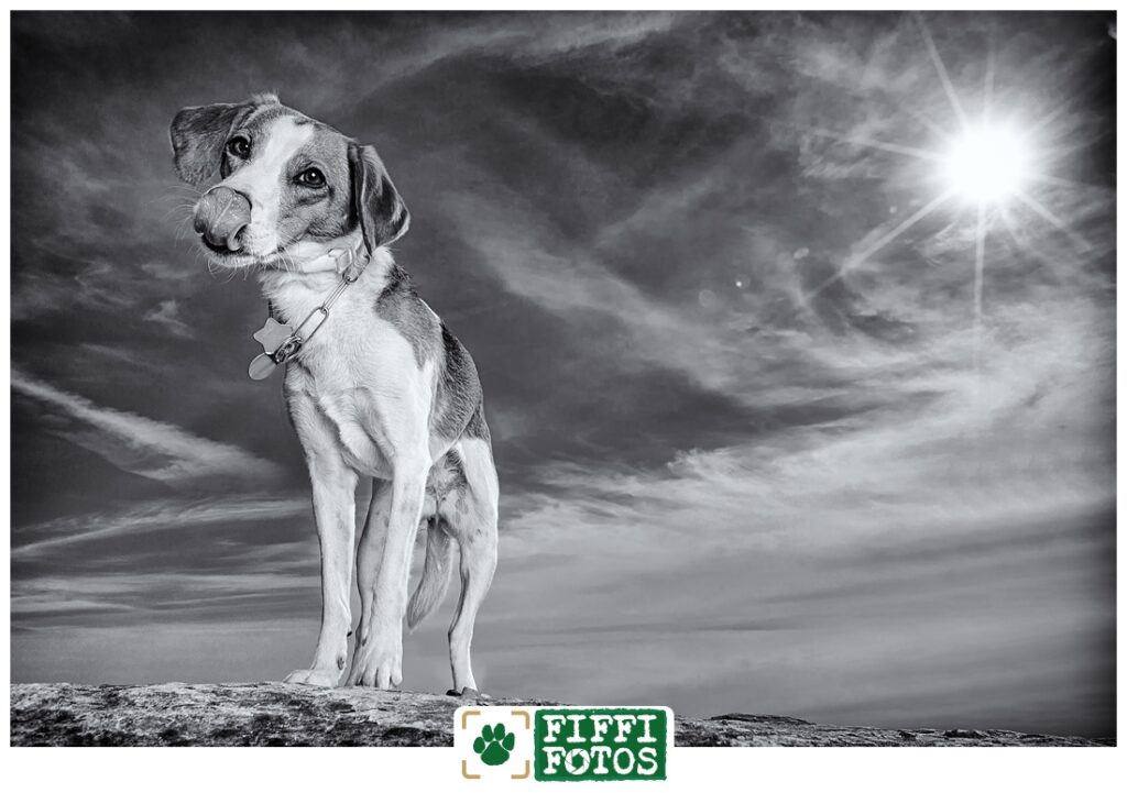 11 kunstvolle Hundefotos in Schwarz-Weiss - Fiffifotos ...
