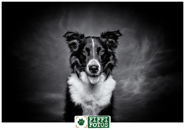 11 kunstvolle Hundefotos in Schwarz-Weiss - Fiffifotos ...