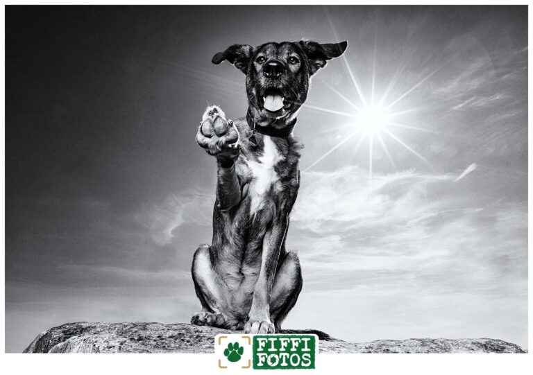 11 kunstvolle Hundefotos in Schwarz-Weiss - Fiffifotos ...
