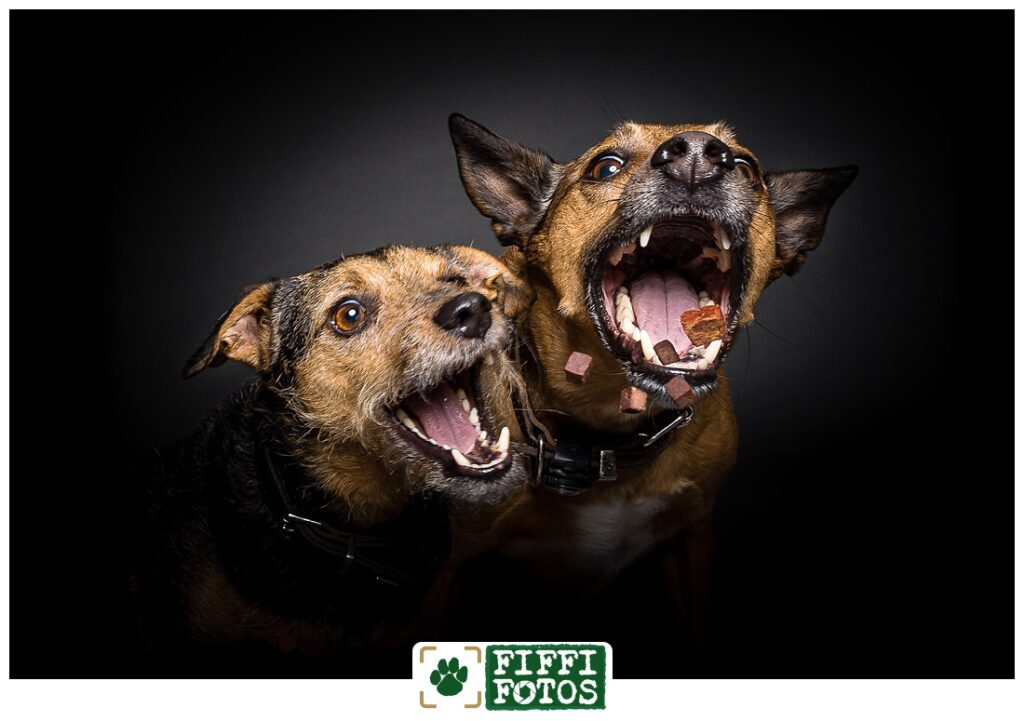 Fiffifotos - Hundefotografie für NRW aus dem Münsterland